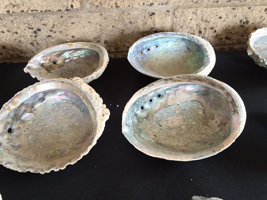 Large Collection Of Abalone Shells And Rocks