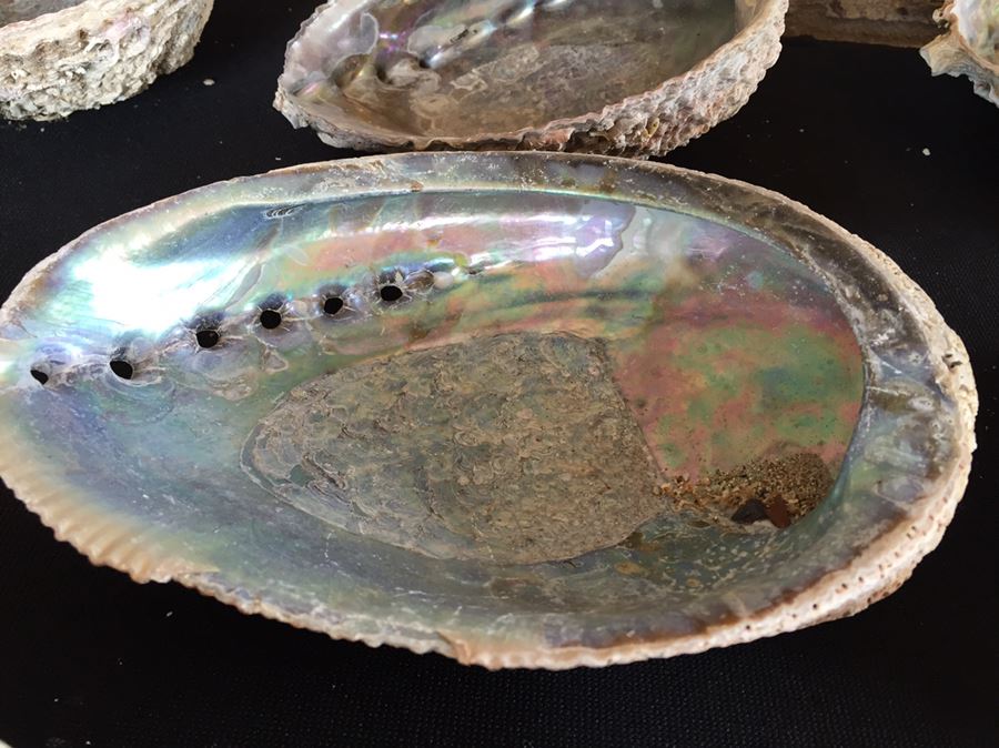 Large Collection Of Abalone Shells And Rocks