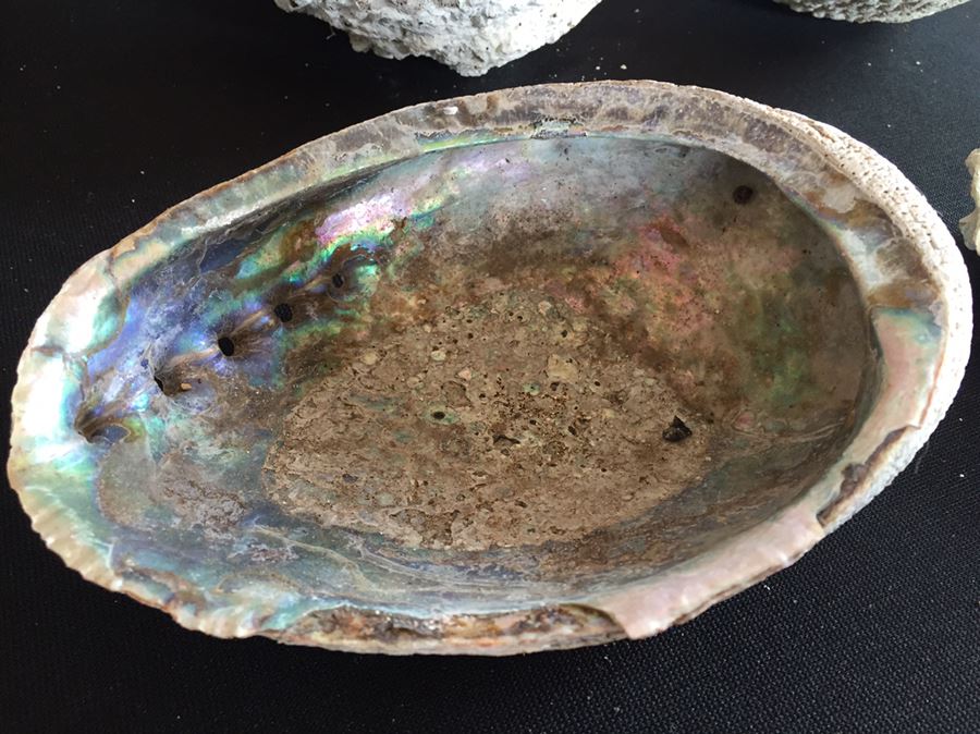 Large Collection Of Abalone Shells And Rocks