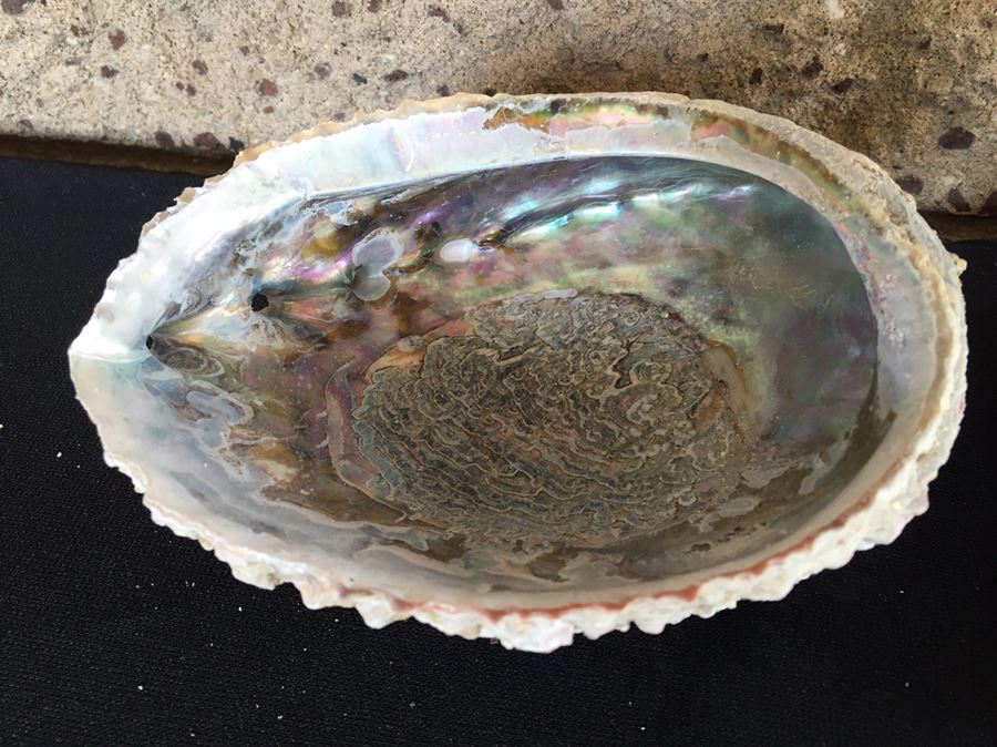 Large Collection Of Abalone Shells And Rocks