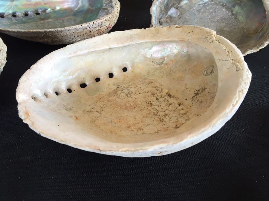 Large Collection Of Abalone Shells And Rocks