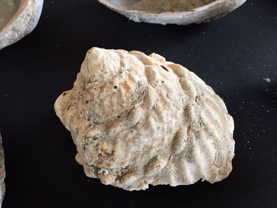 Large Collection Of Abalone Shells And Rocks