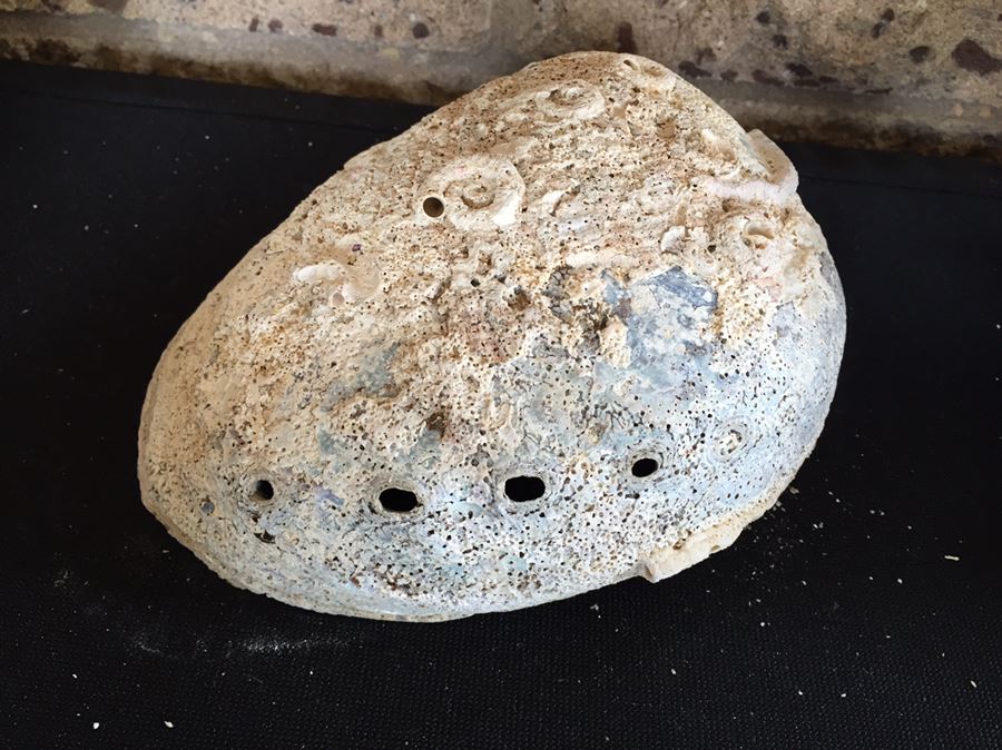 Large Collection Of Abalone Shells And Rocks