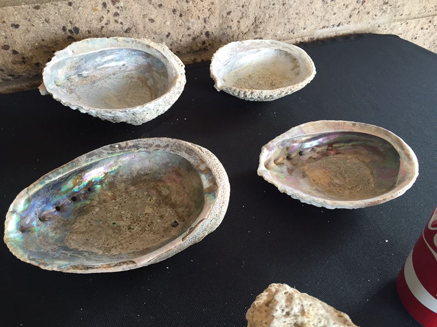 Large Collection Of Abalone Shells And Rocks