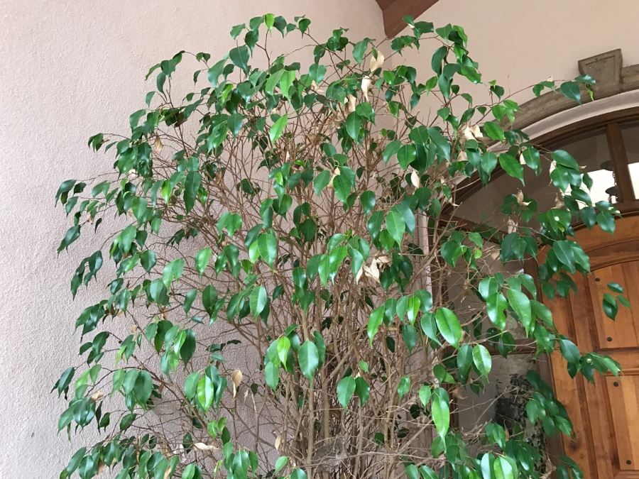 Pair Of Large Potted Ficus Trees