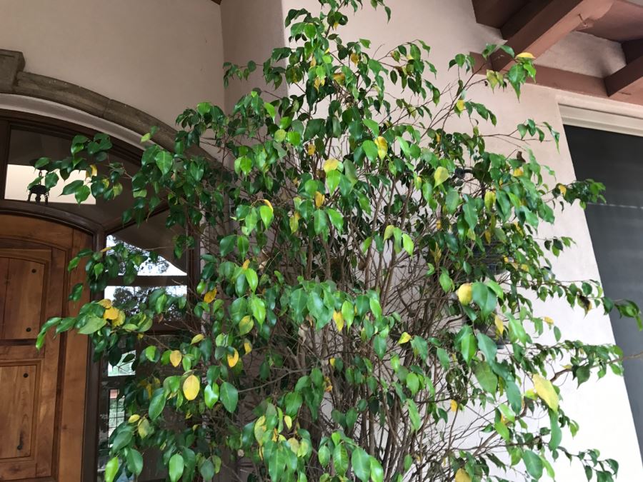 Pair Of Large Potted Ficus Trees