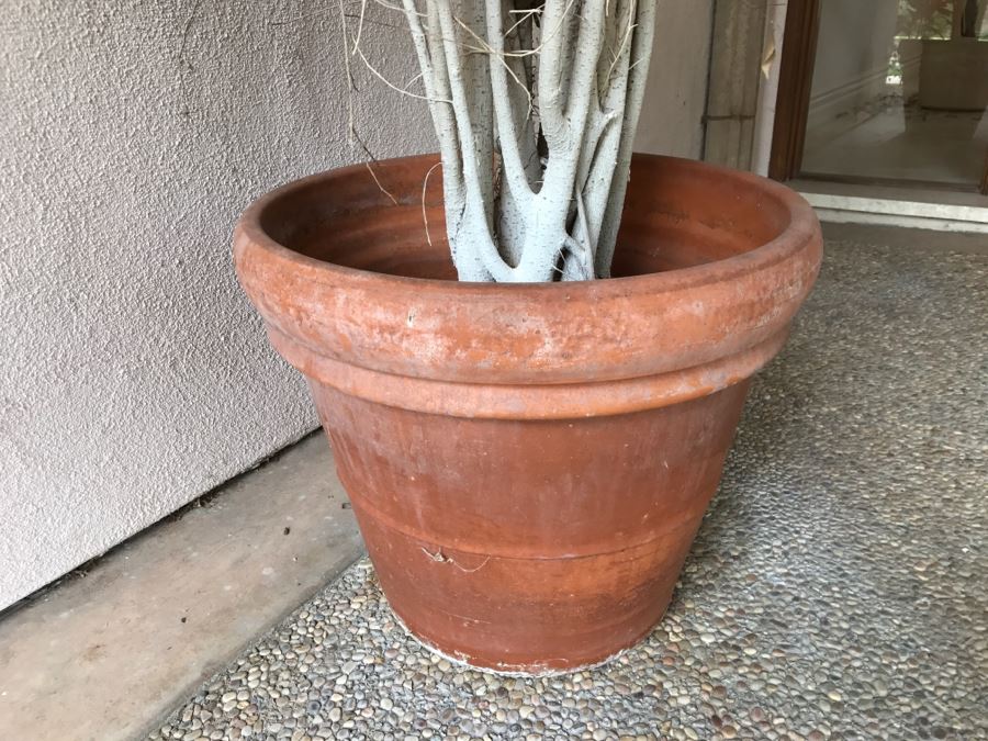 Pair Of Large Potted Ficus Trees