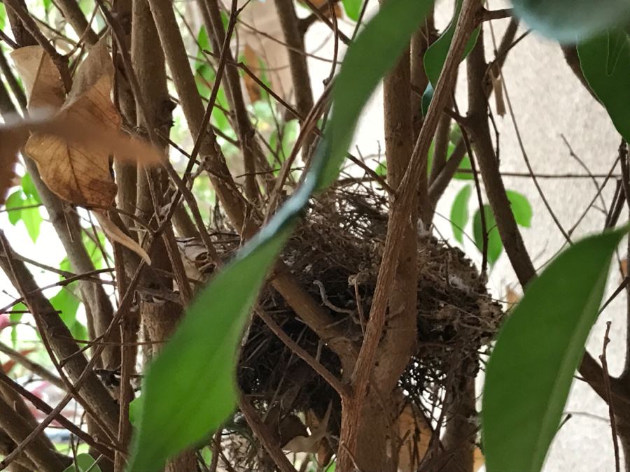 Pair Of Large Potted Ficus Trees