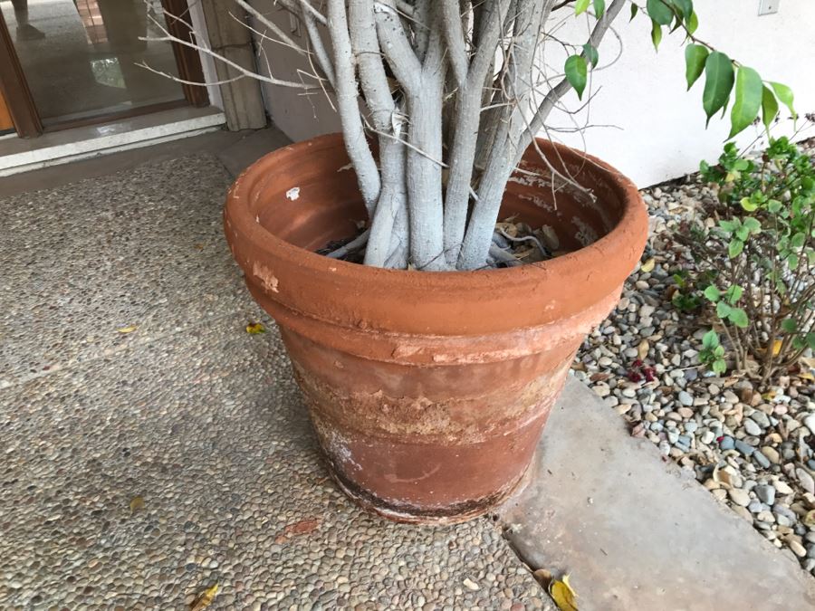 Pair Of Large Potted Ficus Trees