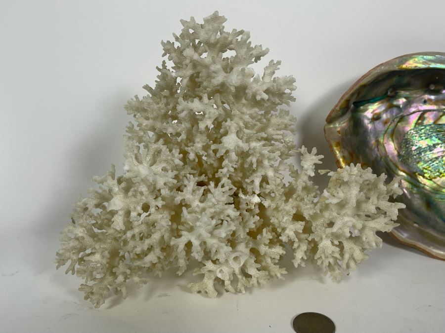 Organic Coral And Abalone Shell