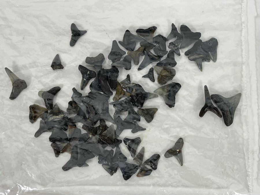 Large Collection Of Shark Teeth