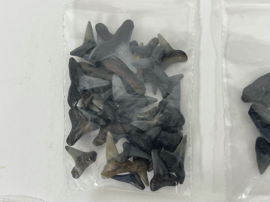 Large Collection Of Shark Teeth