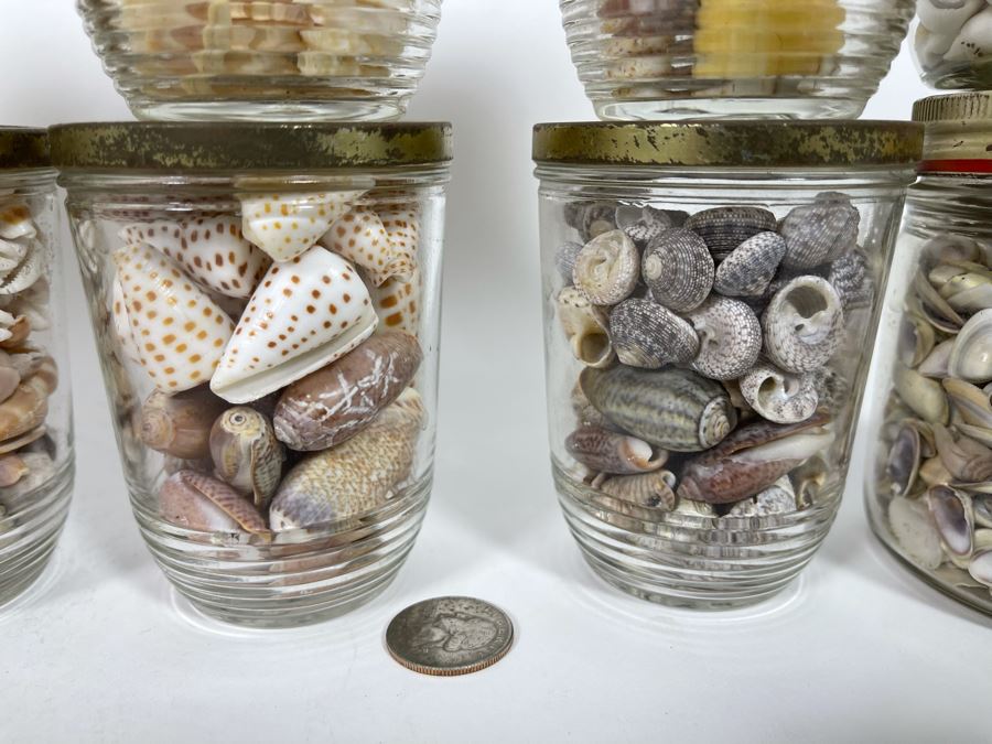 Collection Of Organic Seashells Mainly From The South Pacific Ocean