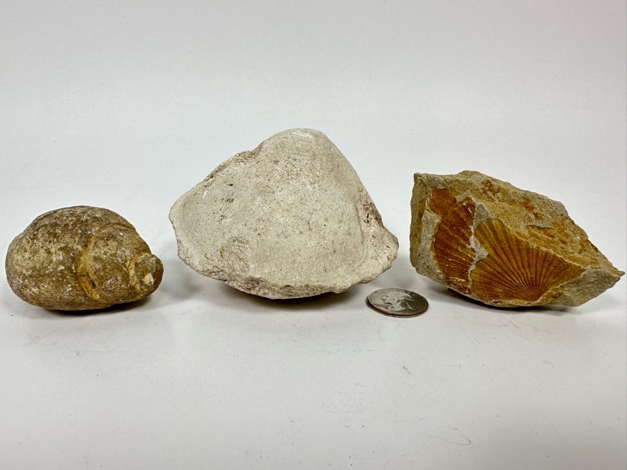 Fossilized Shells And Clam