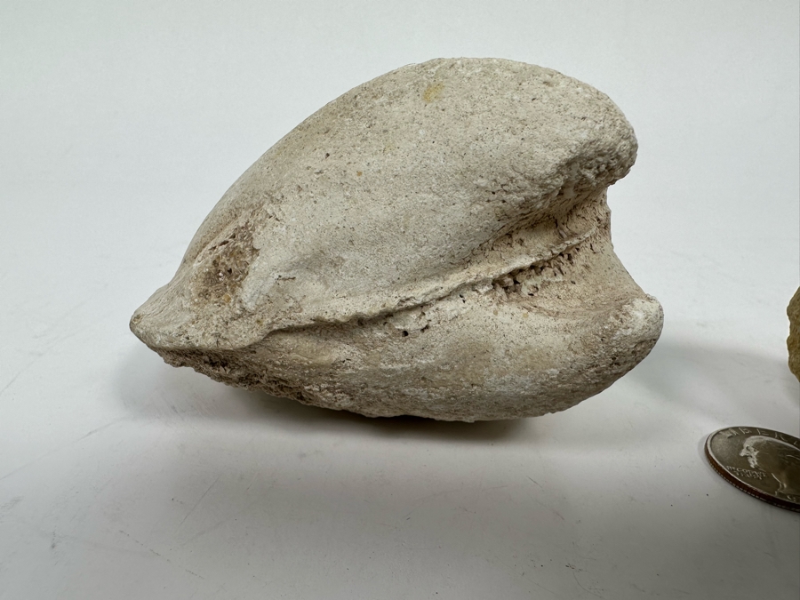 Fossilized Shells And Clam