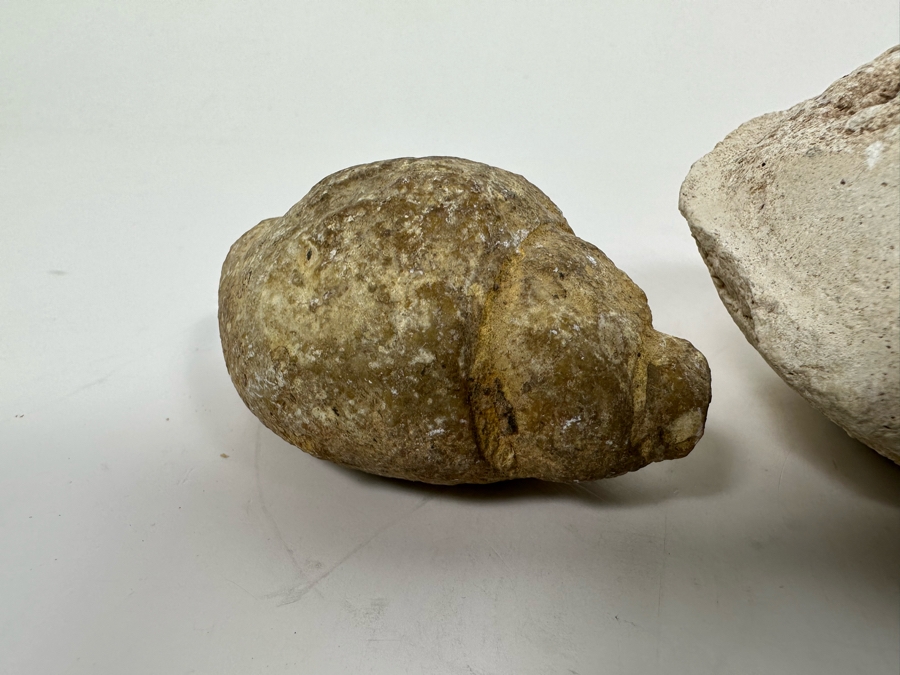 Fossilized Shells And Clam