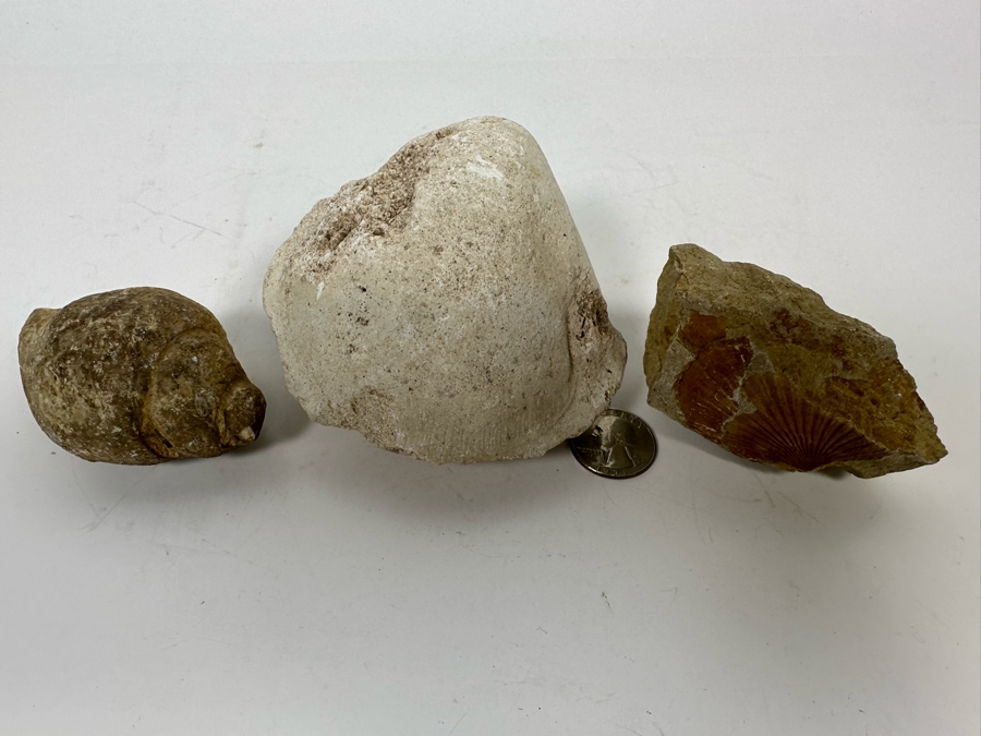 Fossilized Shells And Clam