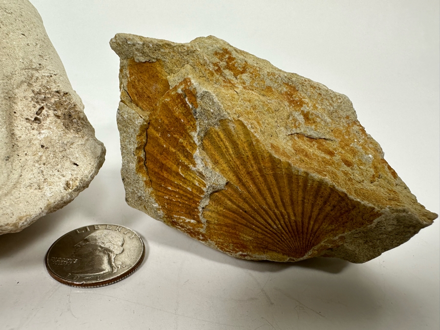 Fossilized Shells And Clam